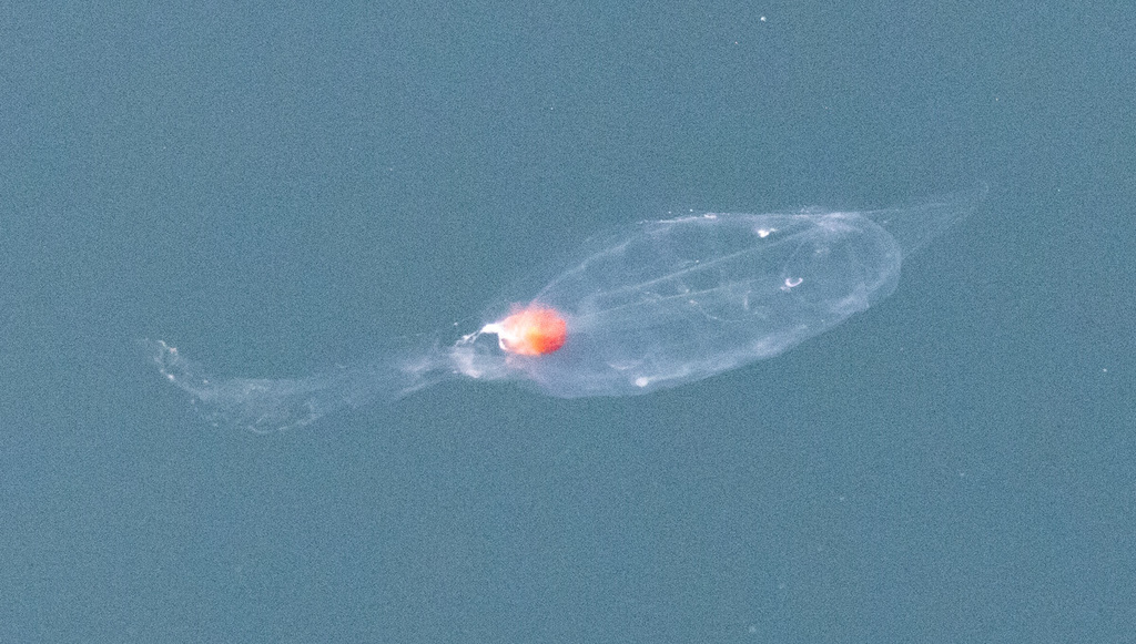 Salps on July 31, 2021 at 08:52 AM by M. Goff · iNaturalist