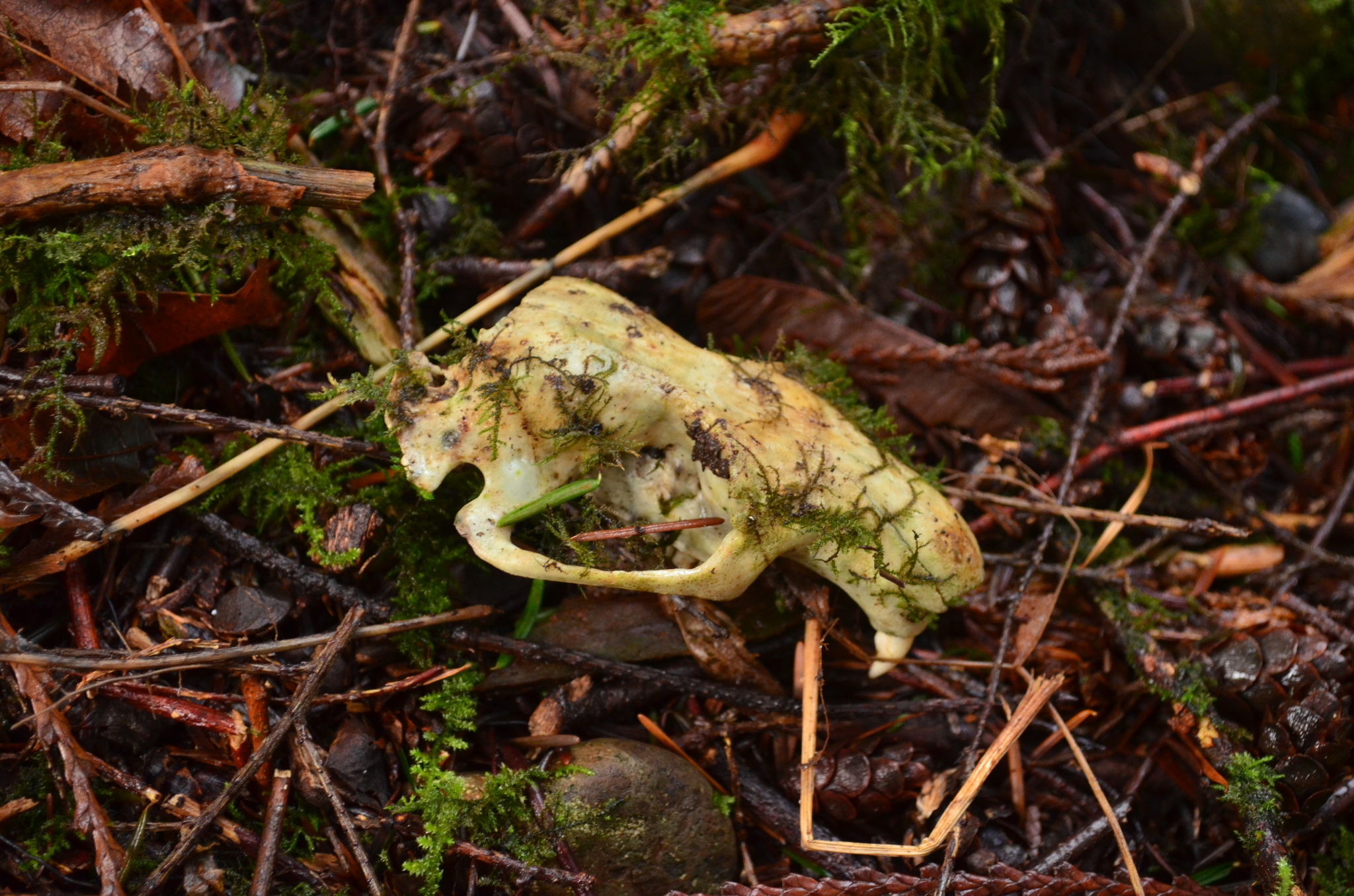 Aplodontia rufa (Rafinesque, 1817)