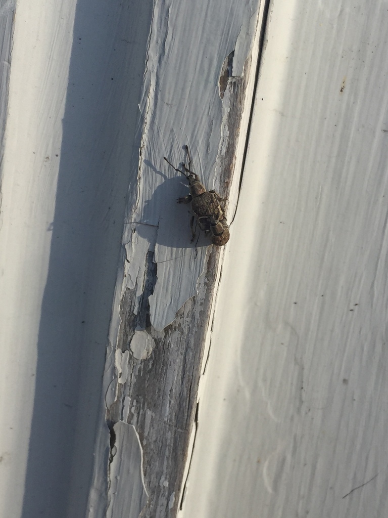 Broad-nosed Weevils from 215 Kenwood Ave, Delmar, NY, US on May 8, 2018 ...