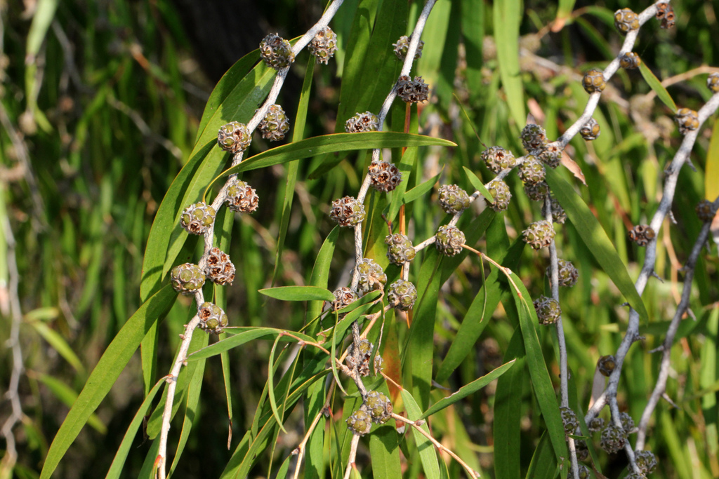 Western Australian Peppermint from Rottnest Island WA 6161, Australia ...