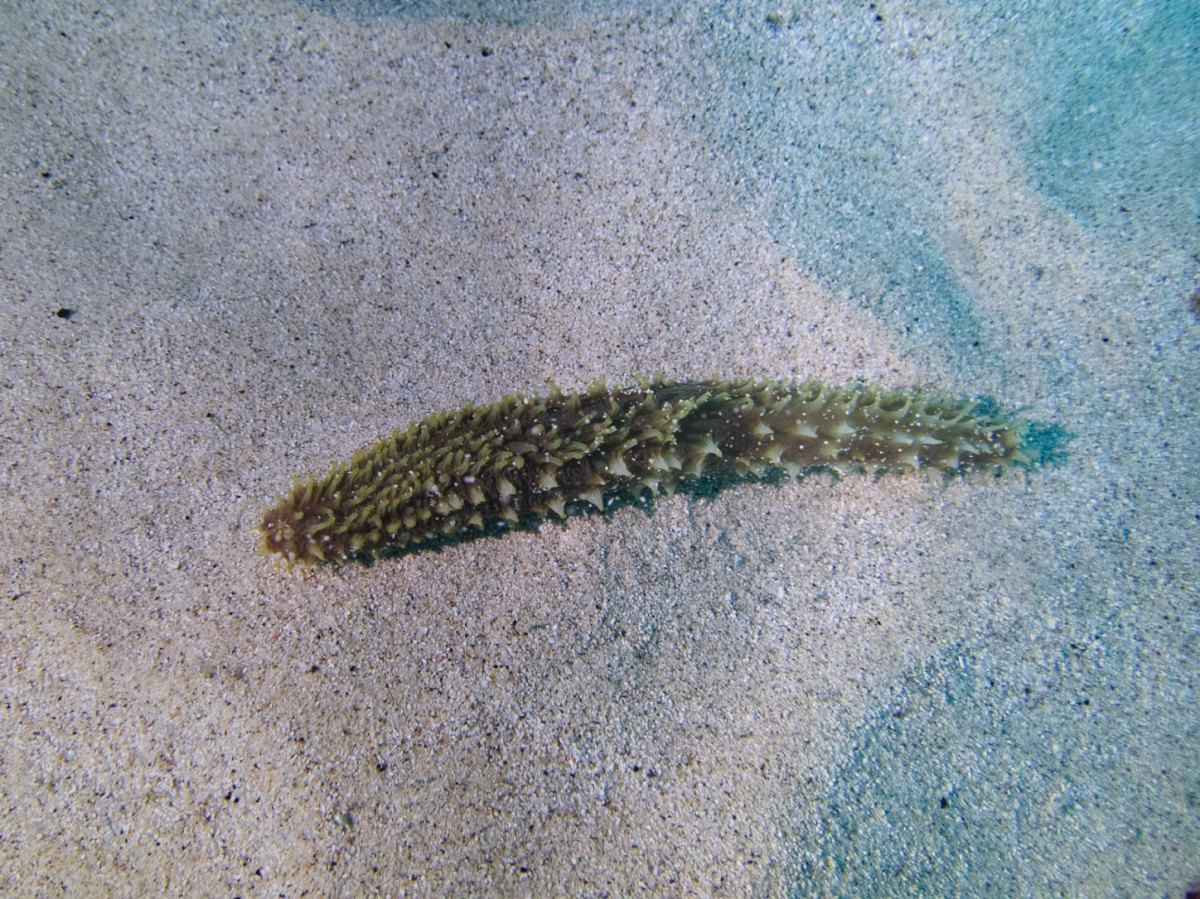 Holothuria hilla Lesson, 1830