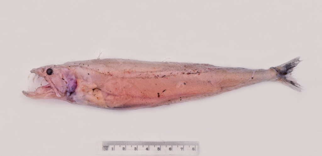 Kalis (Kali) - Marine Life Identification