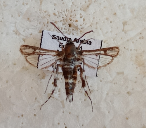 Crinipus leucozonipus · iNaturalist