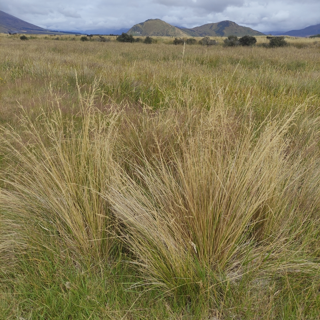 Silver Tussock (Poa cita) - Botanical Realm