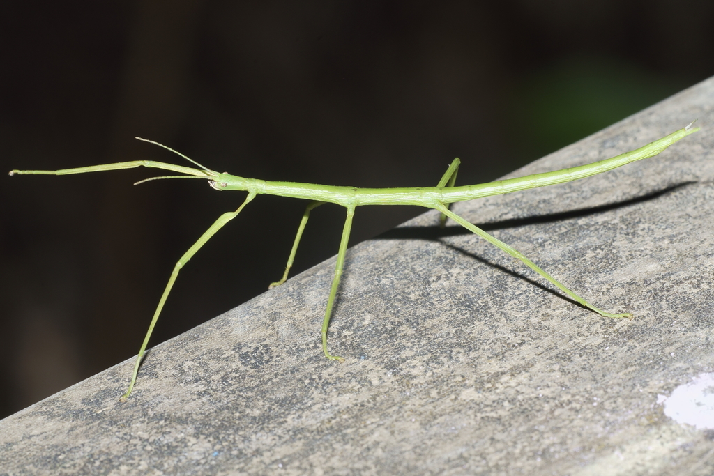 Smooth Stick Insect from Wilton, Wellington, Neuseeland on January 22 ...