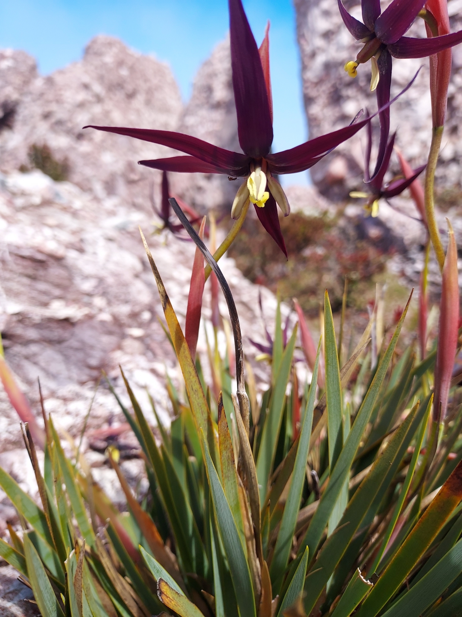 Isophysis tasmanica (Hook.) T.Moore