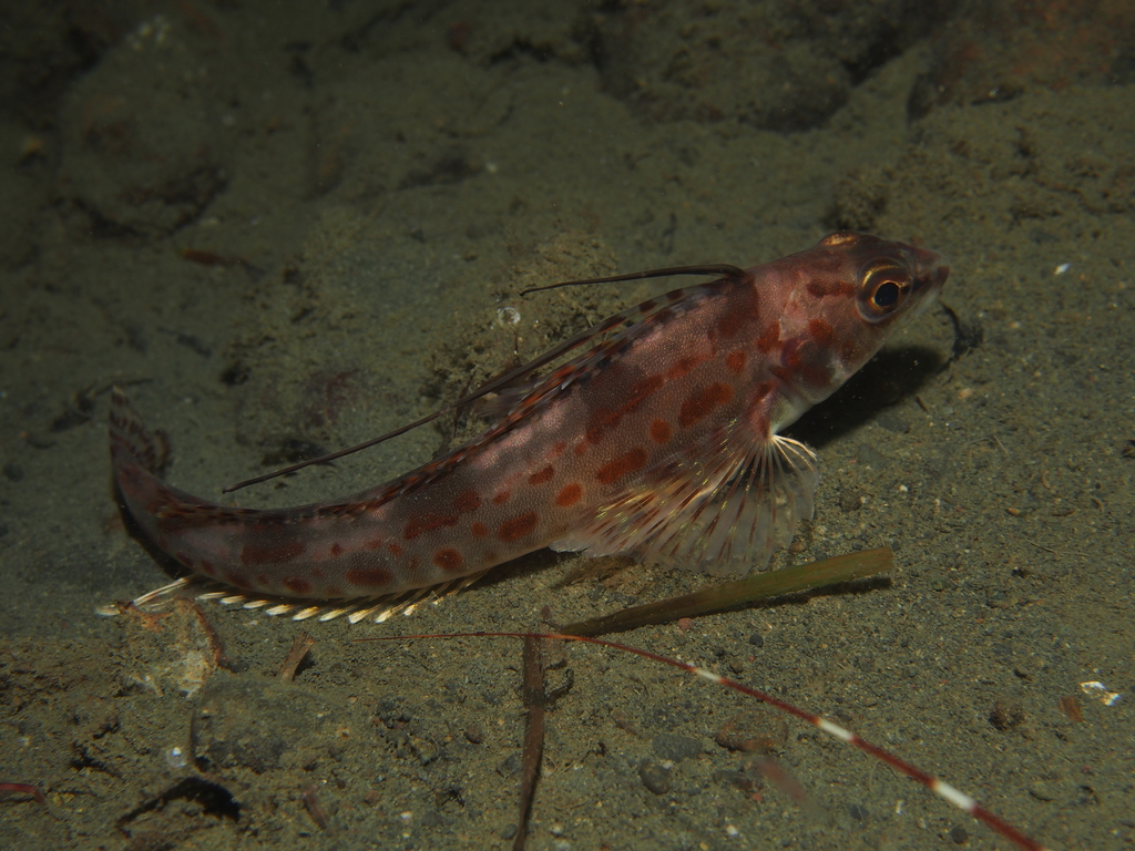 Longspine Combfish from Mason County, WA, USA on August 7, 2021 at 11: ...
