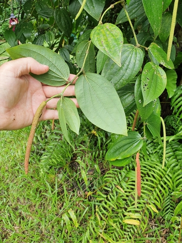 Piper macropiper · iNaturalist United Kingdom