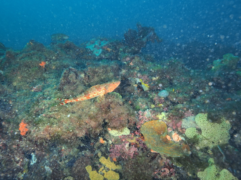 Sergeant Baker from Bunbury WA, Australia on January 22, 2022 at 09:10 ...