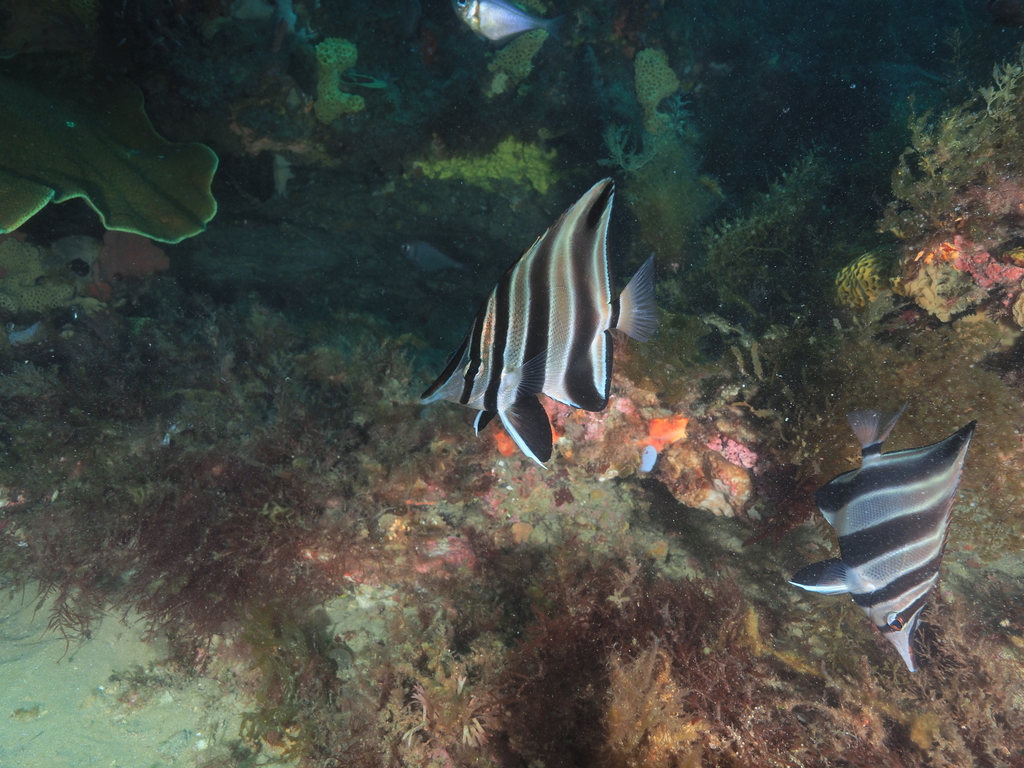 Western Talma from Bunbury WA, Australia on January 22, 2022 at 09:20 ...