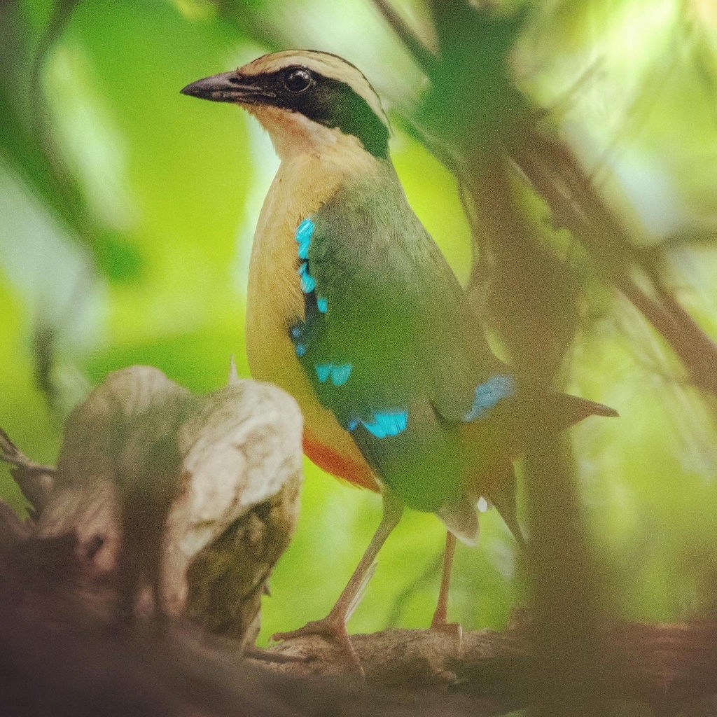 African Pitta (Pitta angolensis) - Avian Discovery
