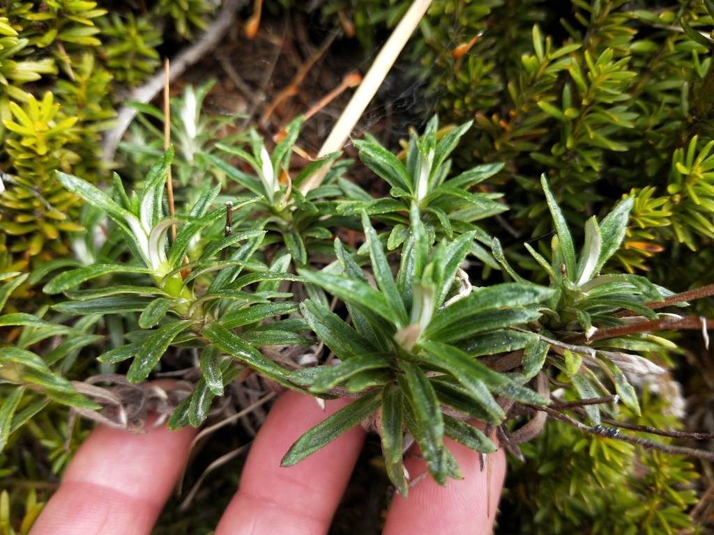 Walker's Mountain Daisy from Aoraki Mount Cook National Park, Mount ...