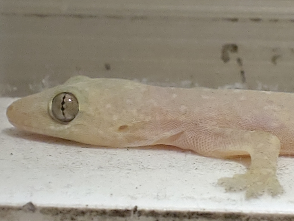 Asian House Gecko from 300台灣新竹市東區大潤發2站 on January 20, 2022 at 09:21 PM ...