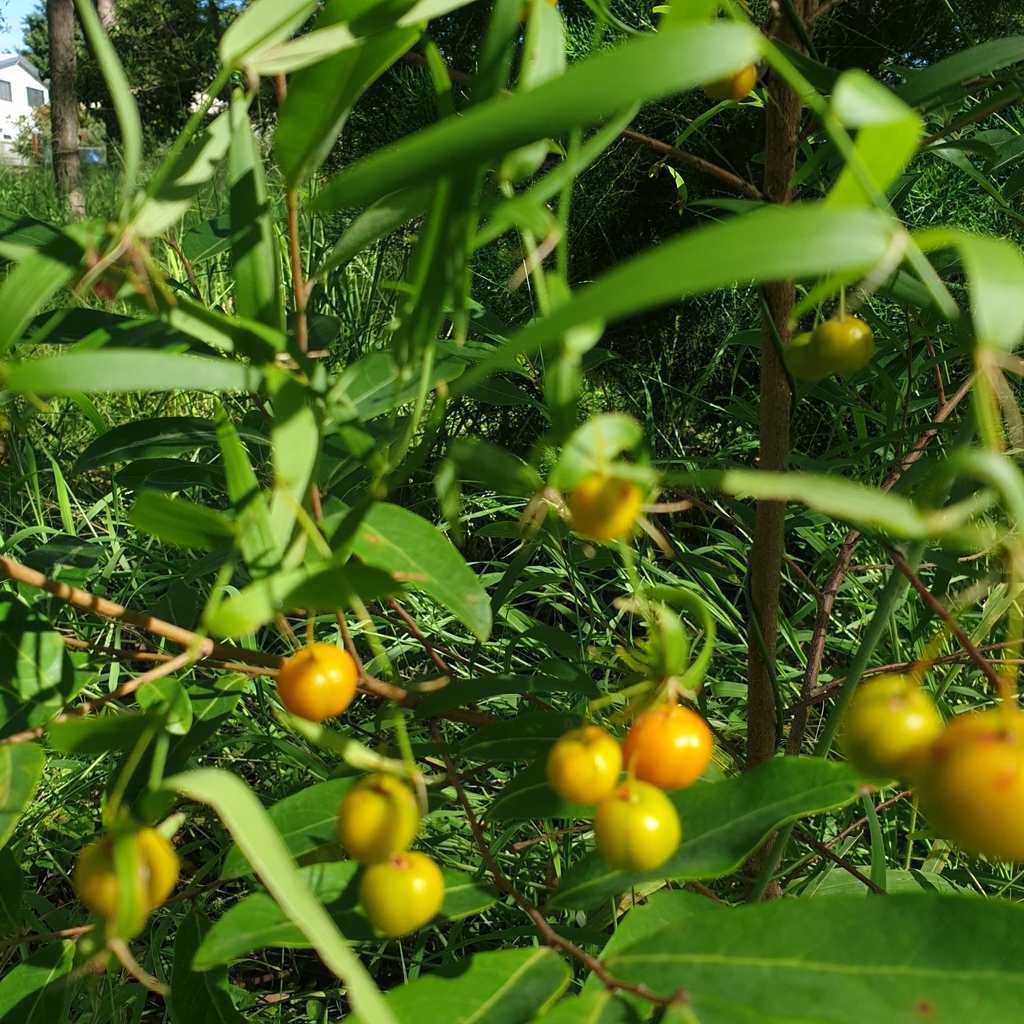 Wombat Berry from Point Vernon QLD 4655, Australia on January 22, 2022 ...