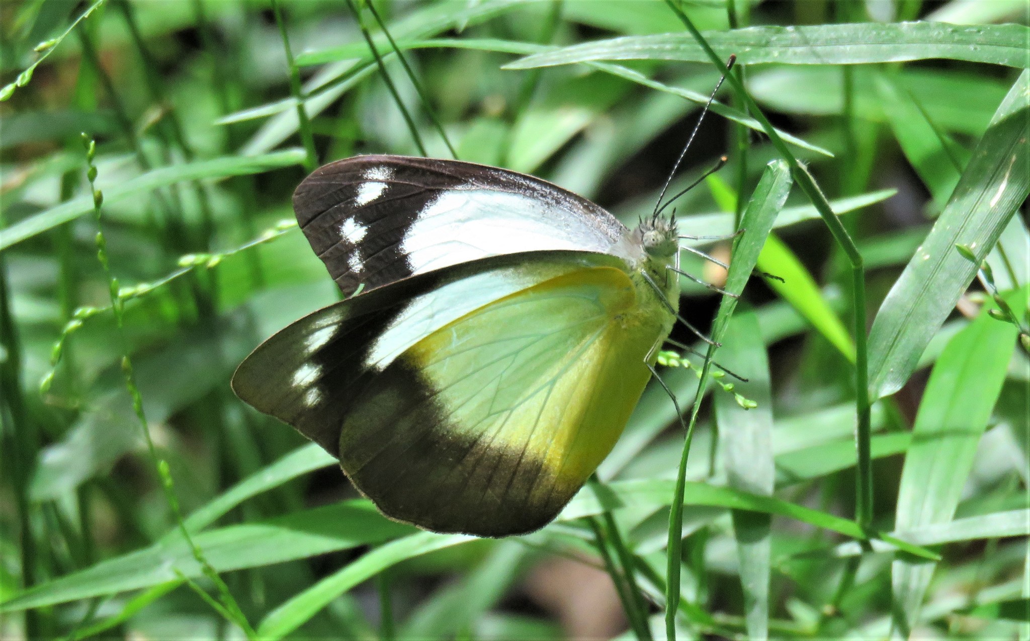 Cepora perimale (Donovan, 1805)