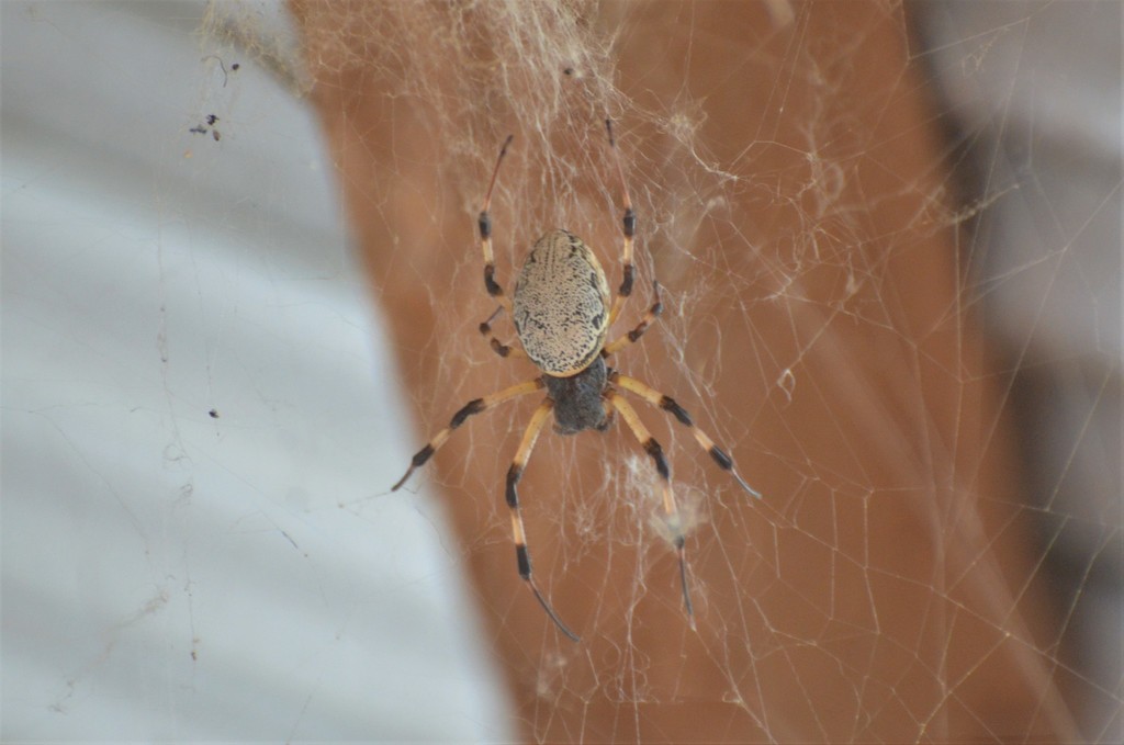 African Hermit Spider from Rumphi-Distrikt, Malawi on November 23, 2021 ...