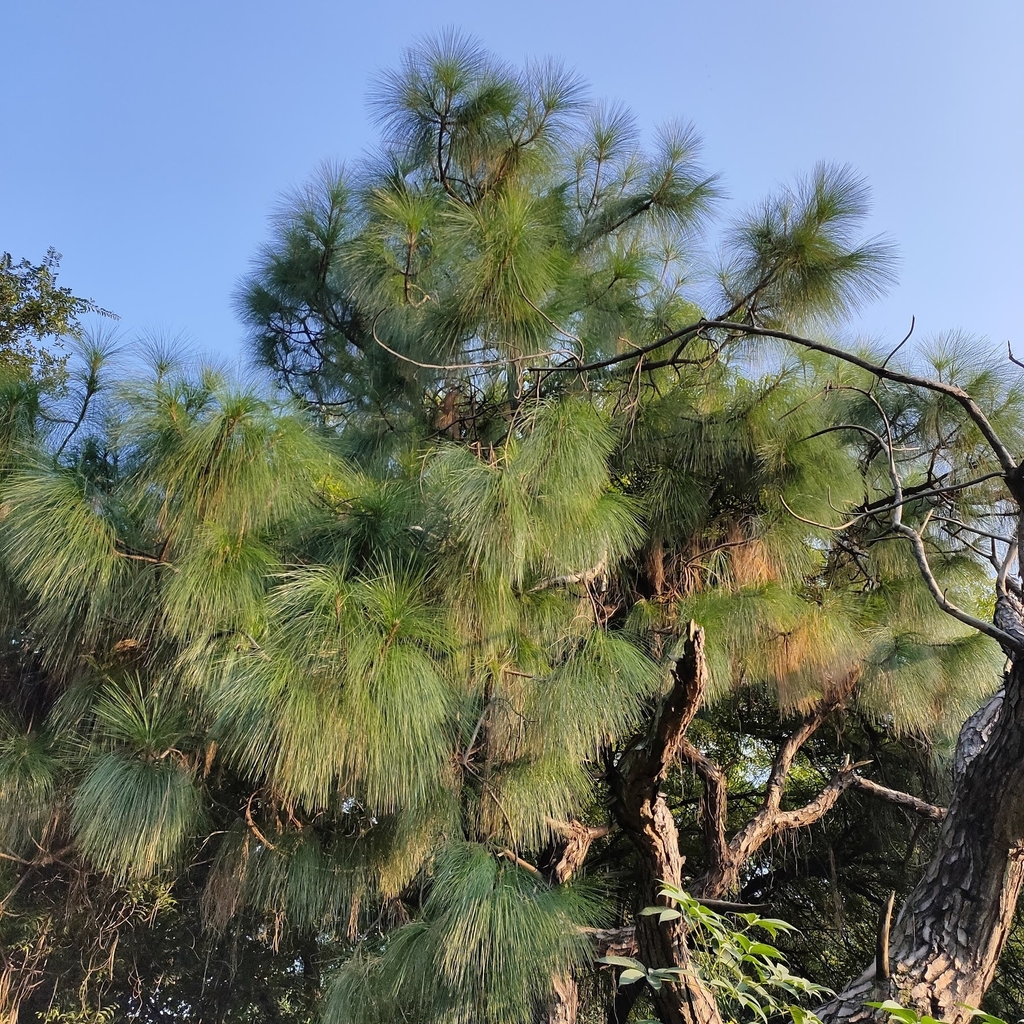Chir pine from 7X9V+X8H, Ajagara, Banaras Hindu University, Varanasi ...