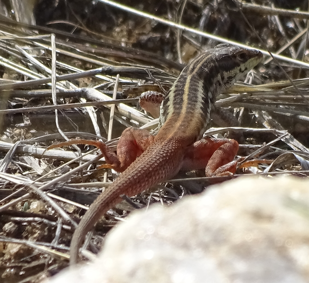 Bushveld Lizard from Along M53 road, Khomas Region, Namibia on January ...
