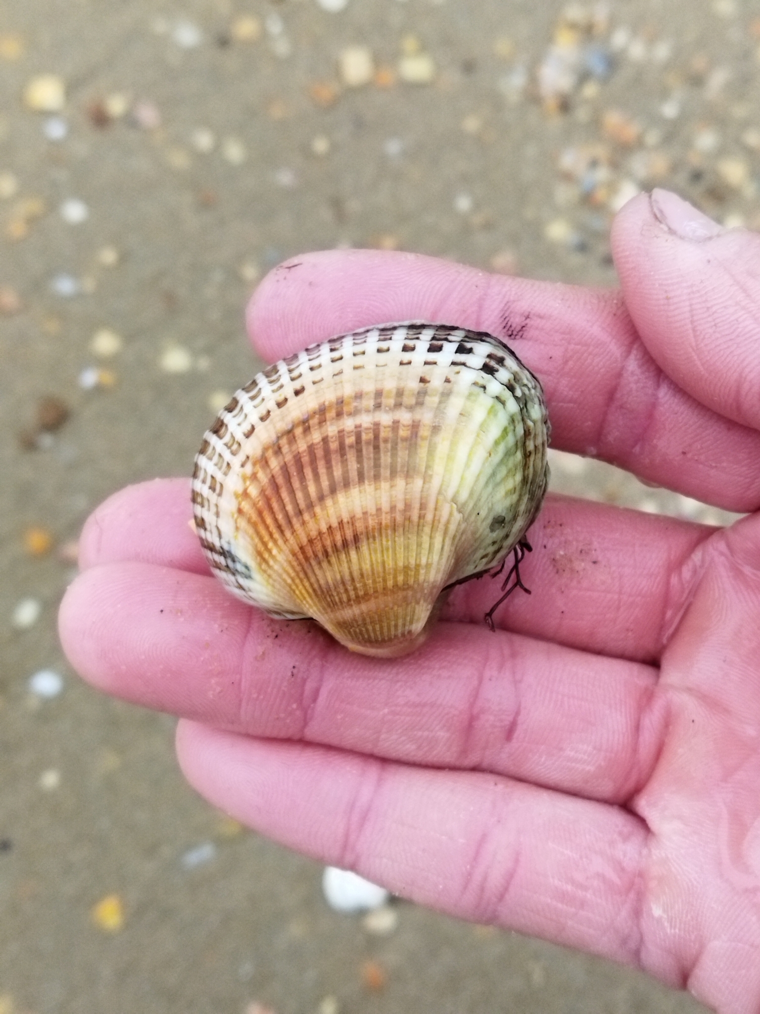 Anadara kagoshimensis (Tokunaga, 1906)