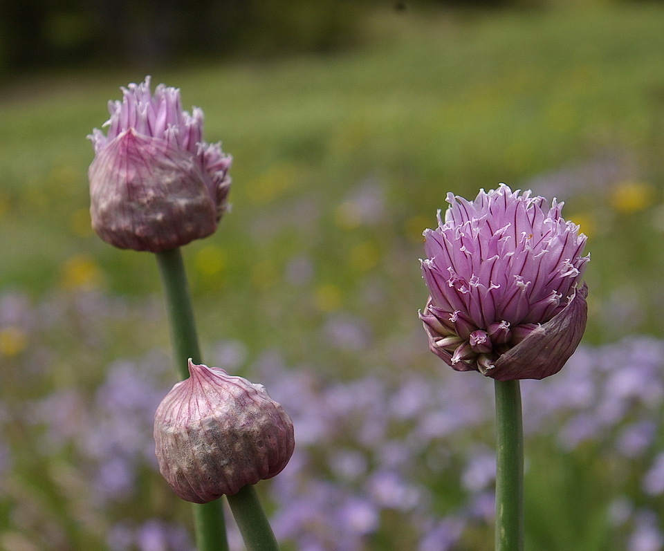 Giant Chives from Kananaskis, AB T0L, Canada on July 1, 2006 at 04:03 ...