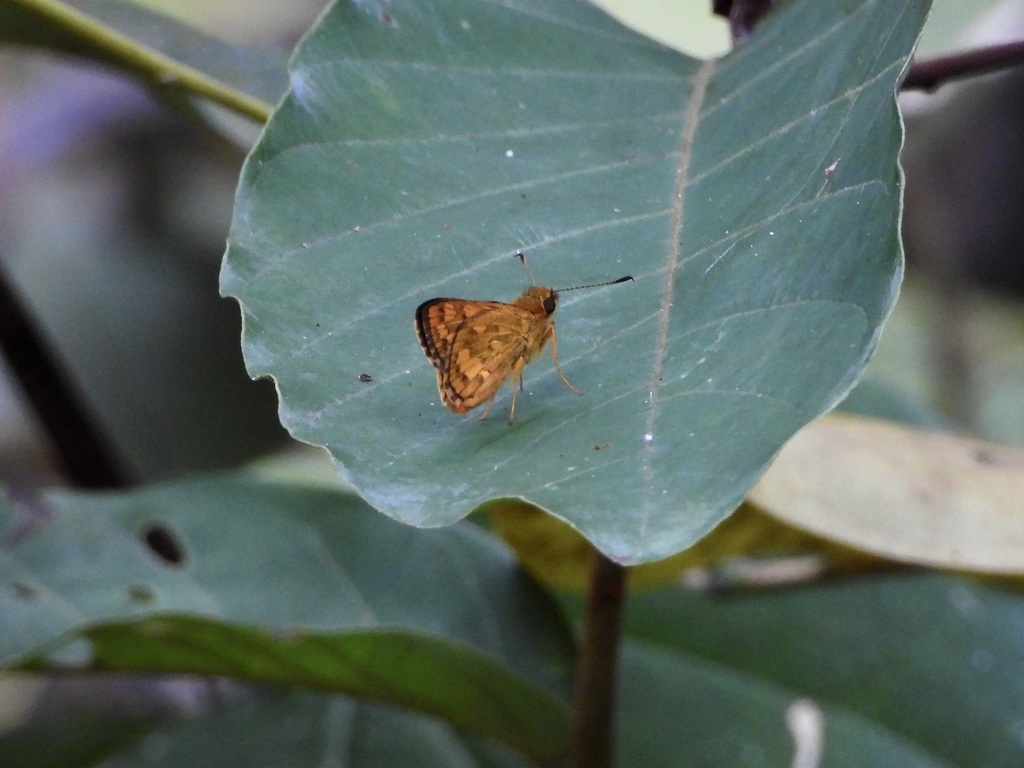 Lesser Dart from Upper Seletar Reservoir on January 22, 2022 at 01:42 ...