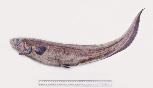 Anguila espinosa (Notacanthus chemnitzii)