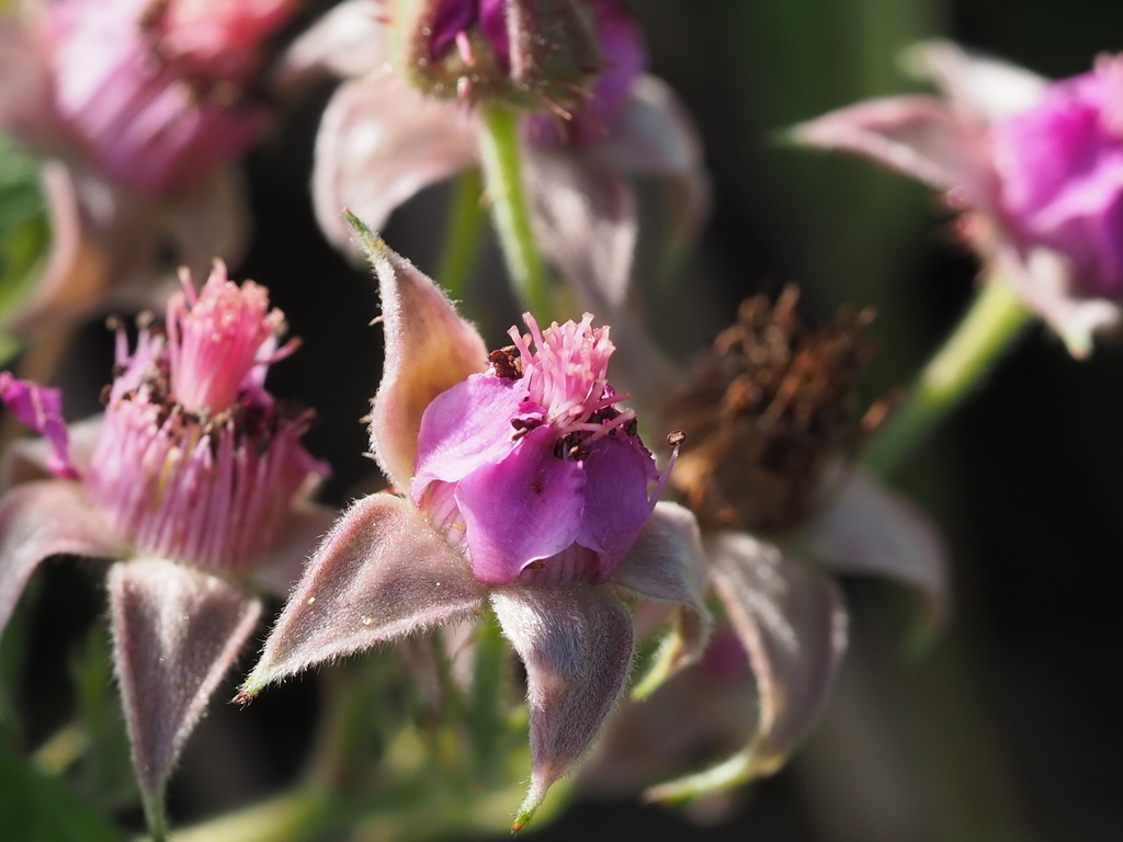 pink-flowered native raspberry (Logan native vines that look like weeds ...