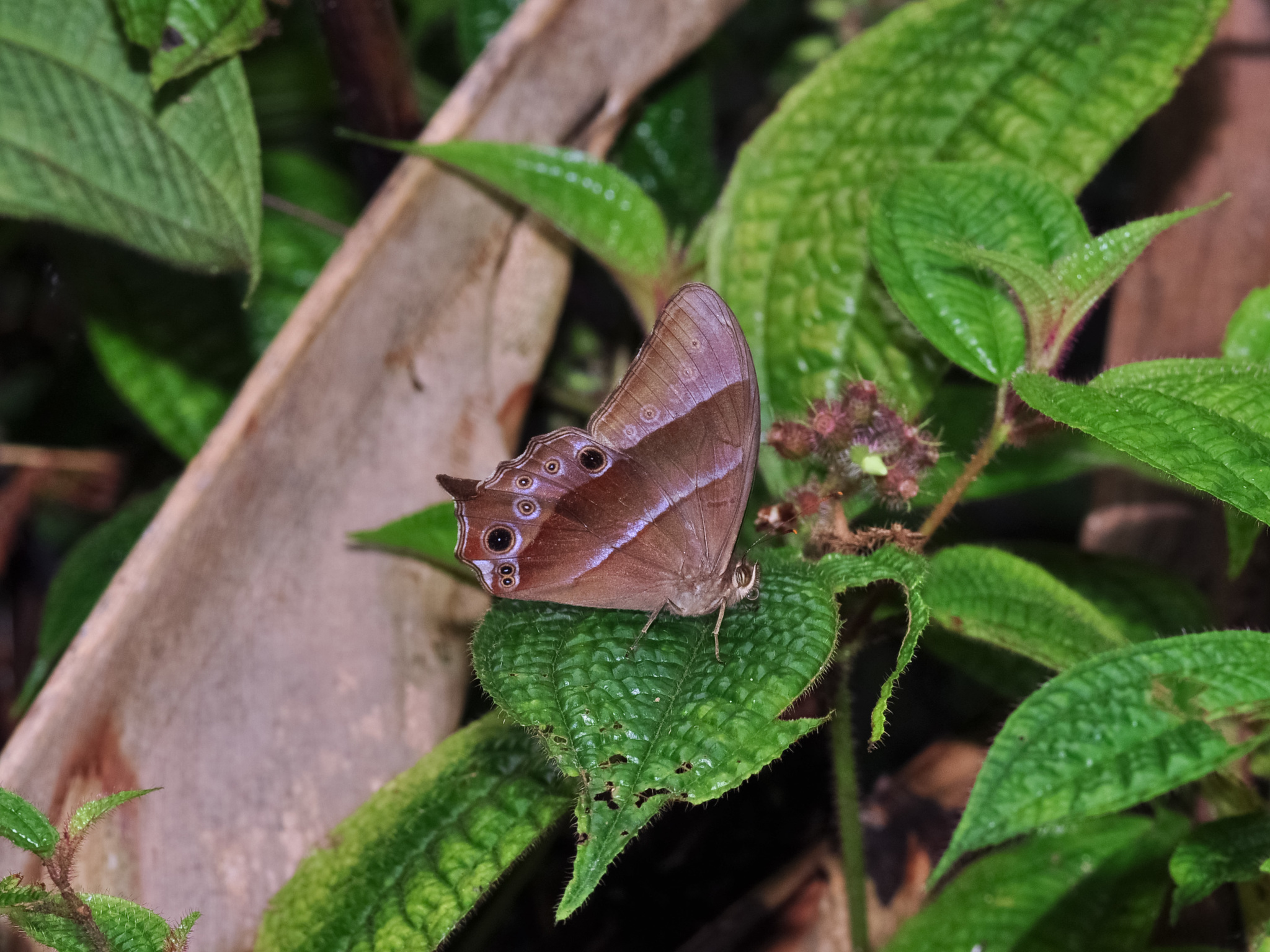 Lethe vindhya (Felder, 1859)