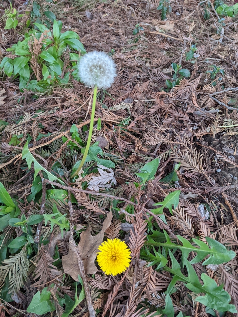 common dandelion from Chico, CA 95926, USA on January 20, 2022 at 04:39 ...