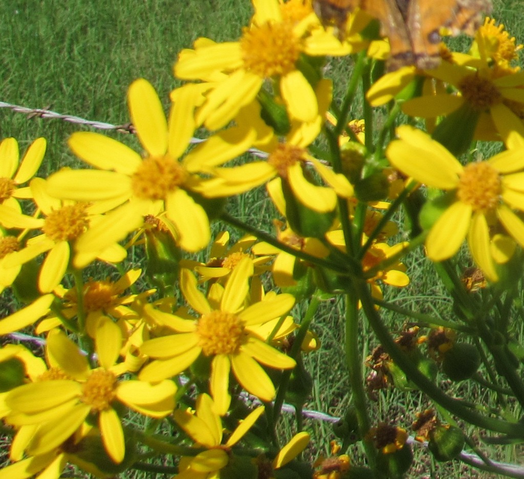 Texas ragwort (Senecio ampullaceus) - Botanical Realm
