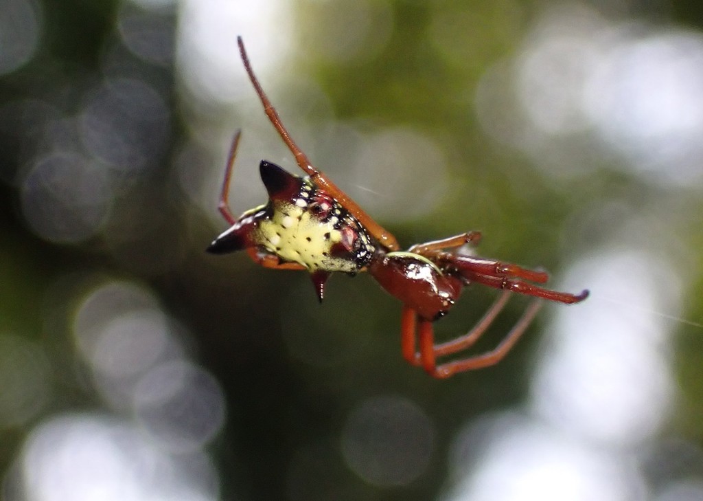 Arrow-shaped Orbweaver in July 2021 by Angus Mossman. Among herbaceous ...