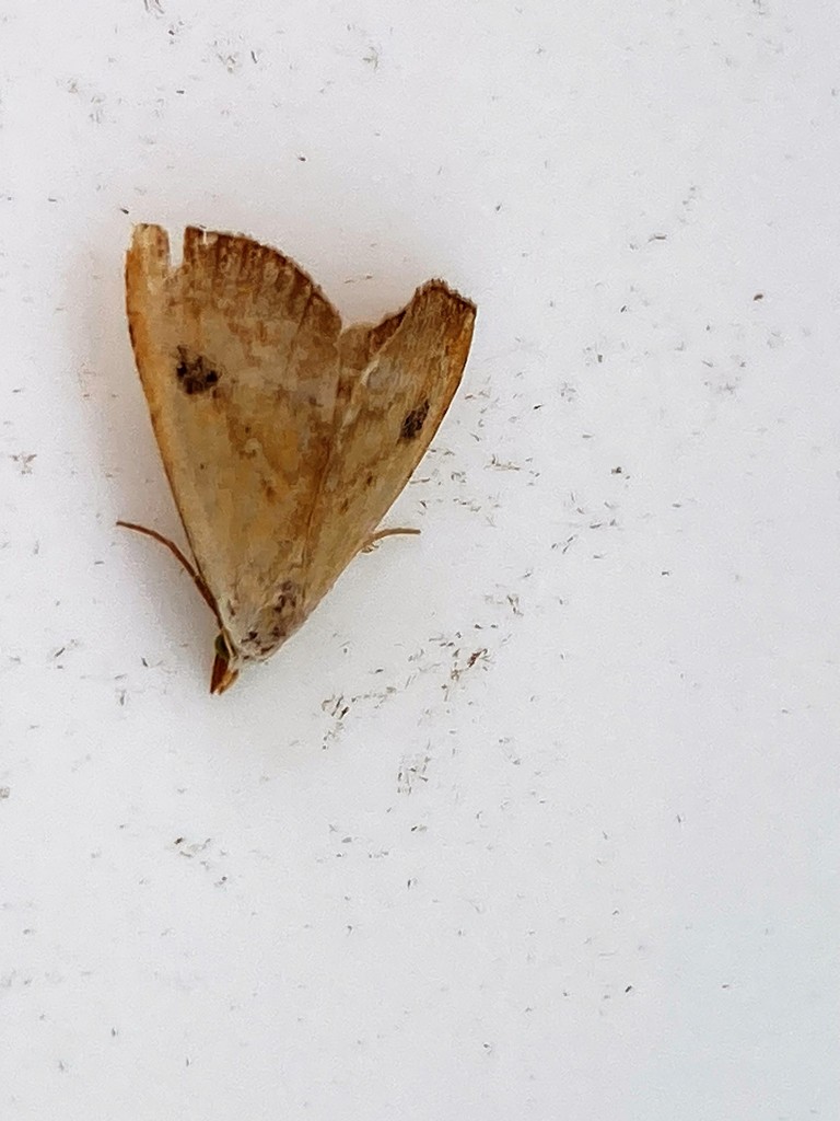 Straw Dot from East Markham, Newark NG22, UK on July 18, 2021 at 06:12 ...