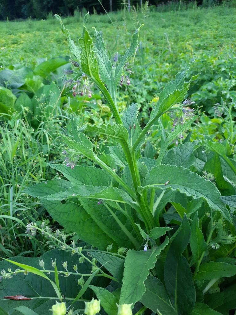 common comfrey from 4202 Podbrezje, Slowenien on August 14, 2021 at 06: ...