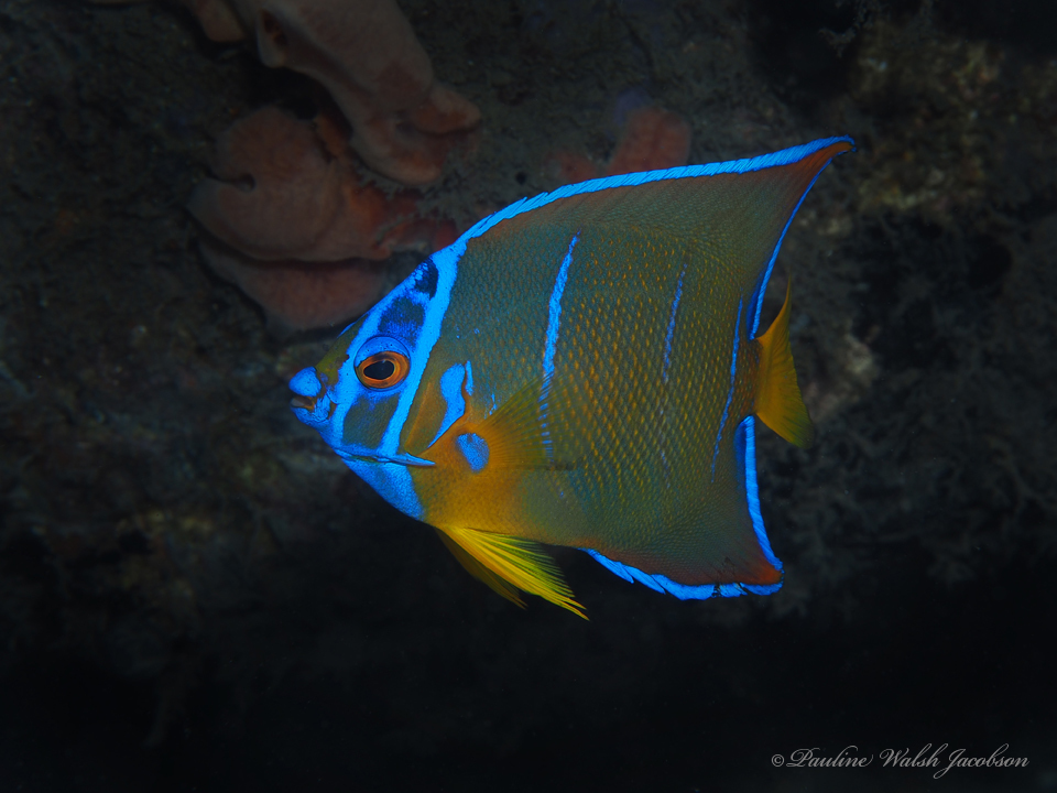 Angelfishes (Pomacanthidae) - Marine Life Identification