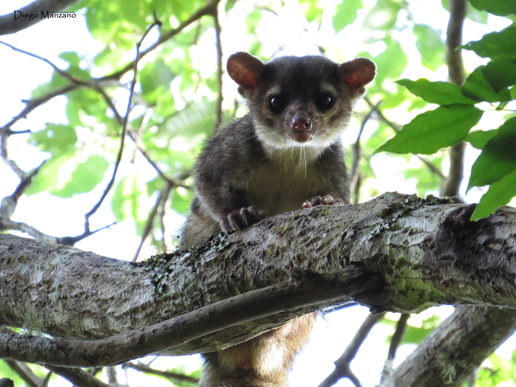 Cacomistle (Bassariscus sumichrasti) - Know Your Mammals