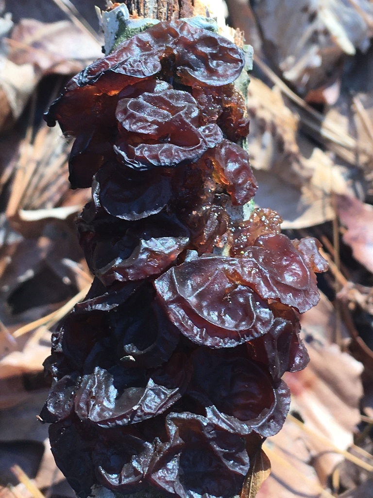 American Amber Jelly Fungus From 4200 Egypt Rd Cambridge MD 21613