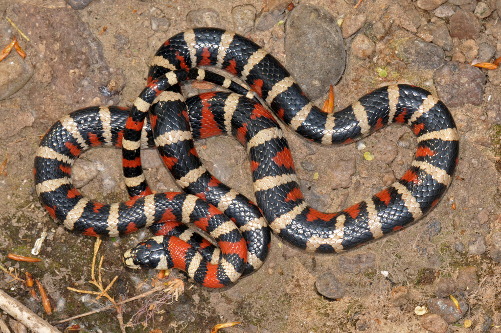 Arizona Mountain Kingsnake in April 2011 by Tom Kennedy. Sonoran ...