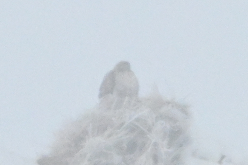 Rough-legged Hawk from Hulunbuir, Nei Mongol, China on January 23, 2022 ...