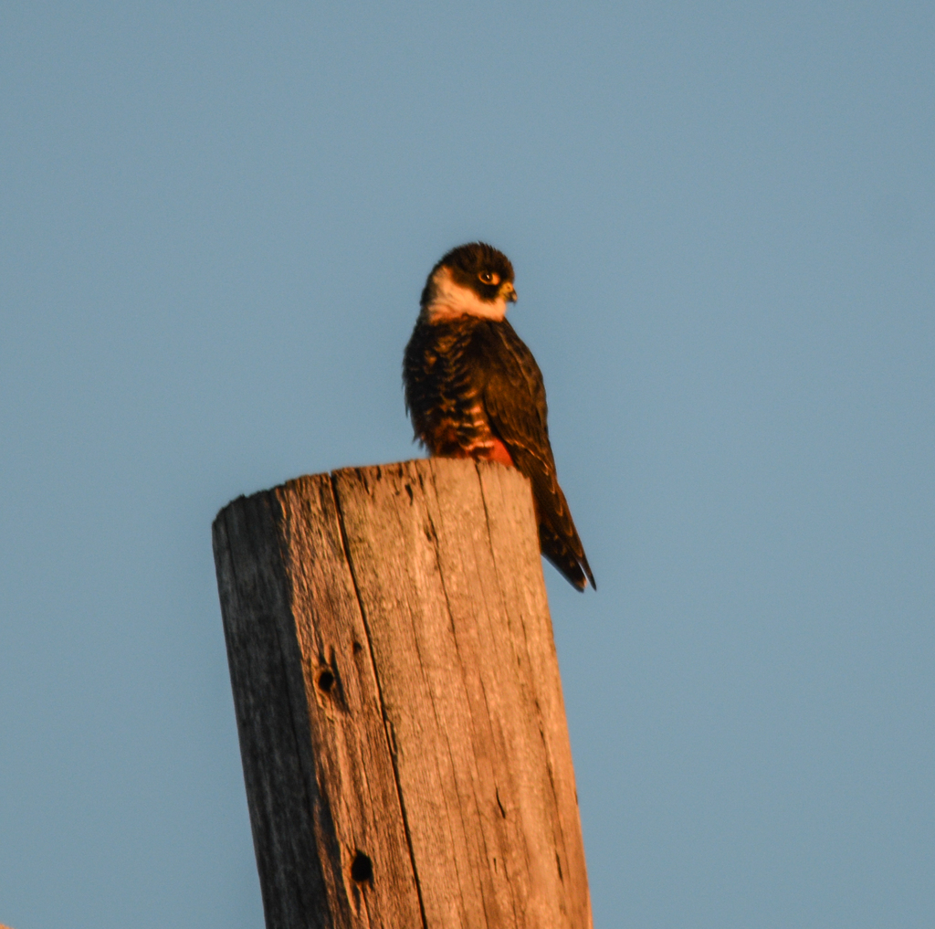 Bat Falcon from Hidalgo County, TX, USA on January 3, 2022 at 07:33 AM ...