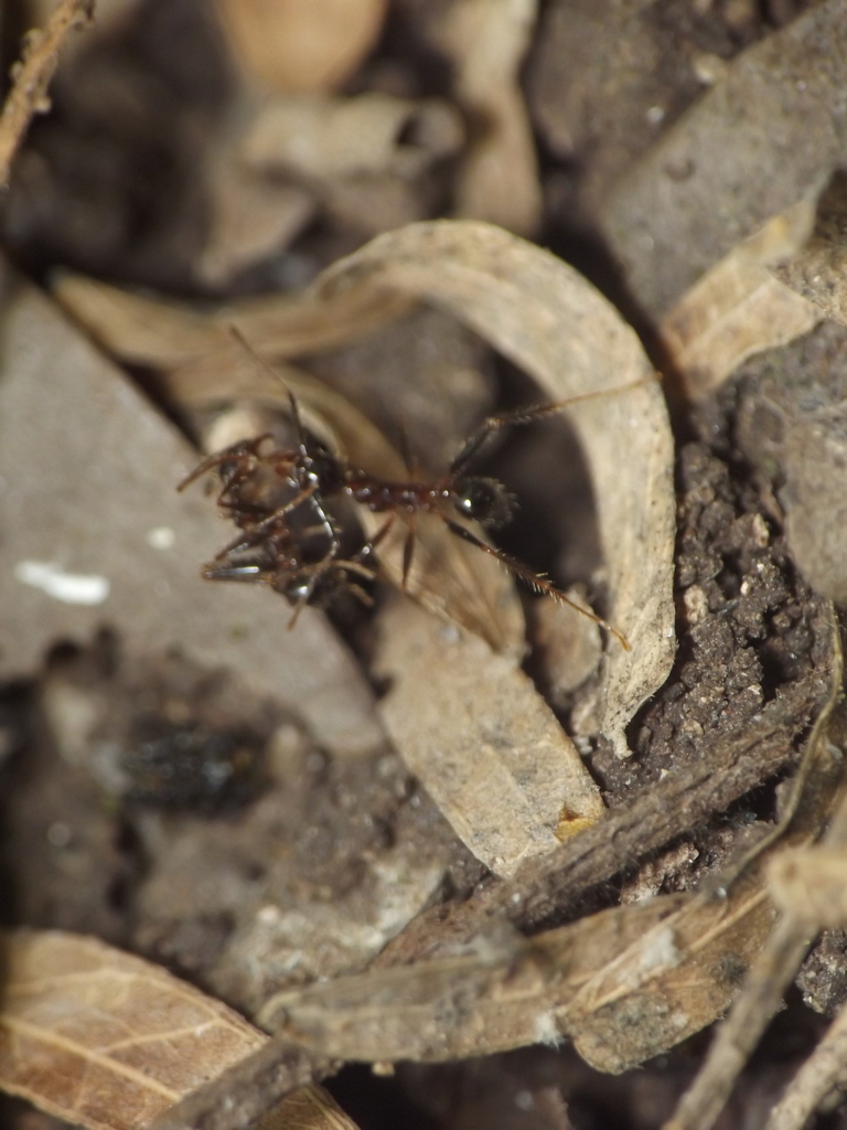 Big-headed Ants from Tambapura, Jalgaon, Maharashtra, India on January ...