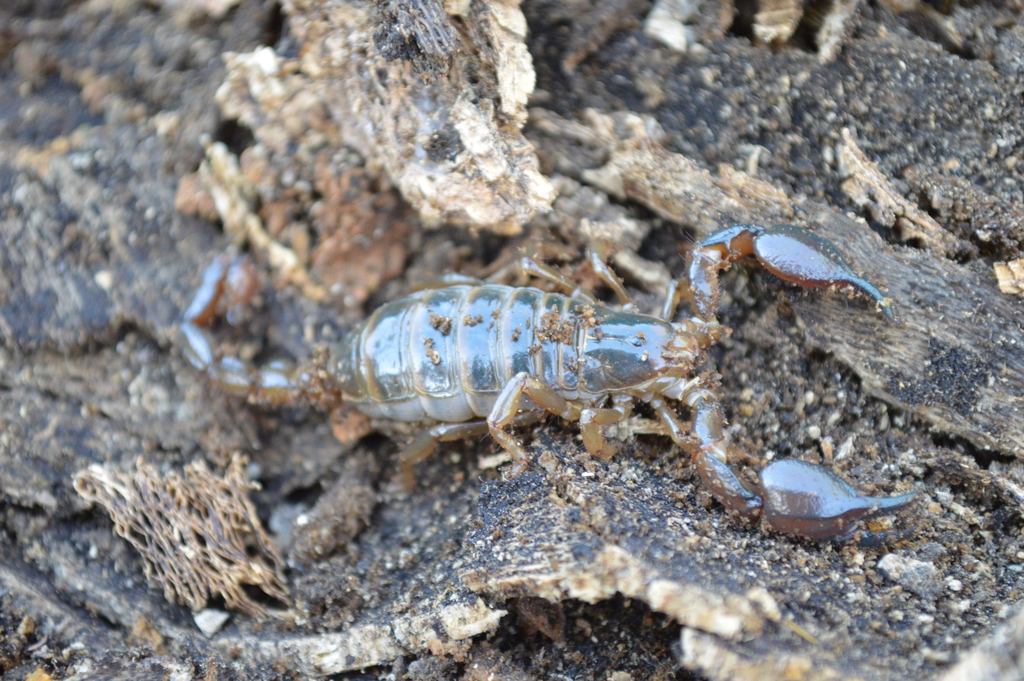 Toothed Scorpions from Puente de Ixtla, Mor., México on December 03 ...