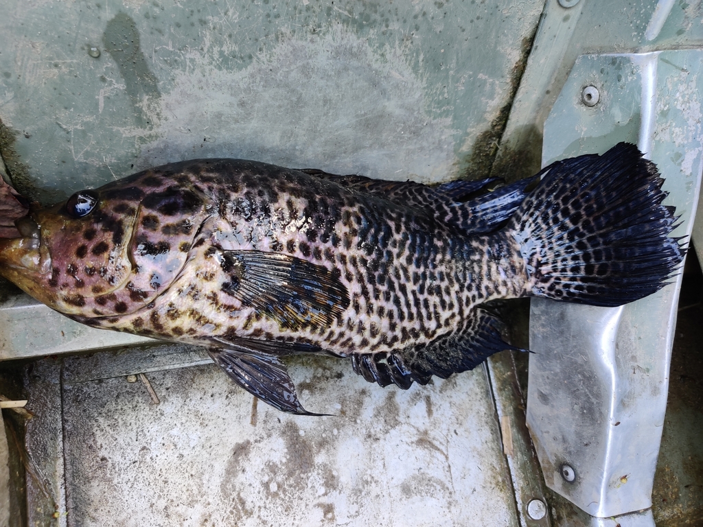 Jaguar Guapote from San Francisco, Honduras on January 21, 2022 at 06: ...