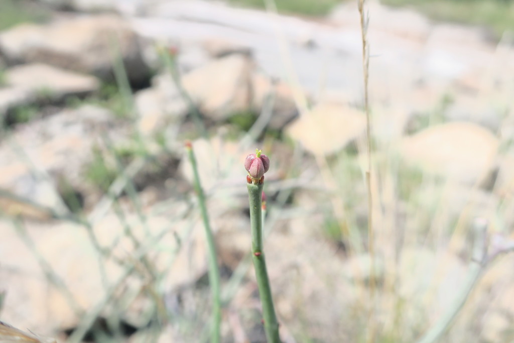Articulofruticosae from Southern, South Africa on December 7, 2021 at ...