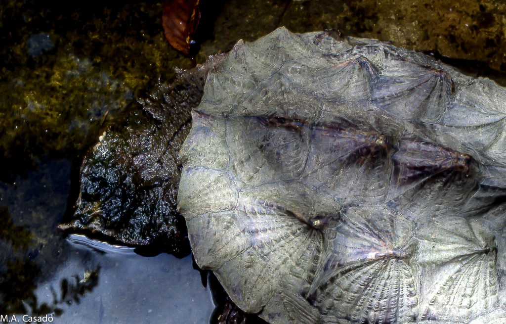 Orinoco Mata Mata from Atures, 7101, Amazonas, Venezuela on May 16 ...