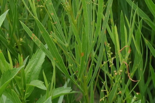 Searsia wilmsii · iNaturalist