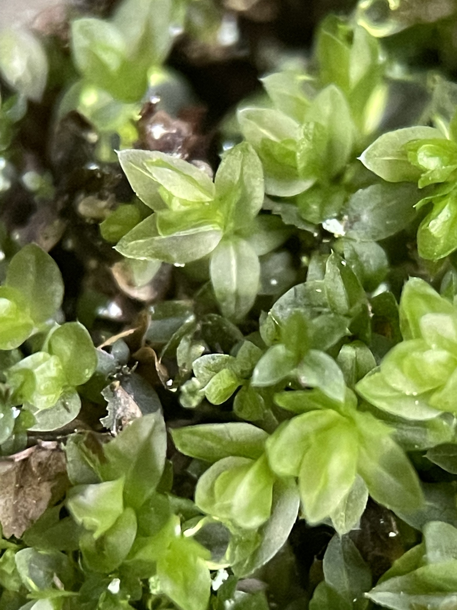 Mnium stellare Reichard ex Hedwig, 1801