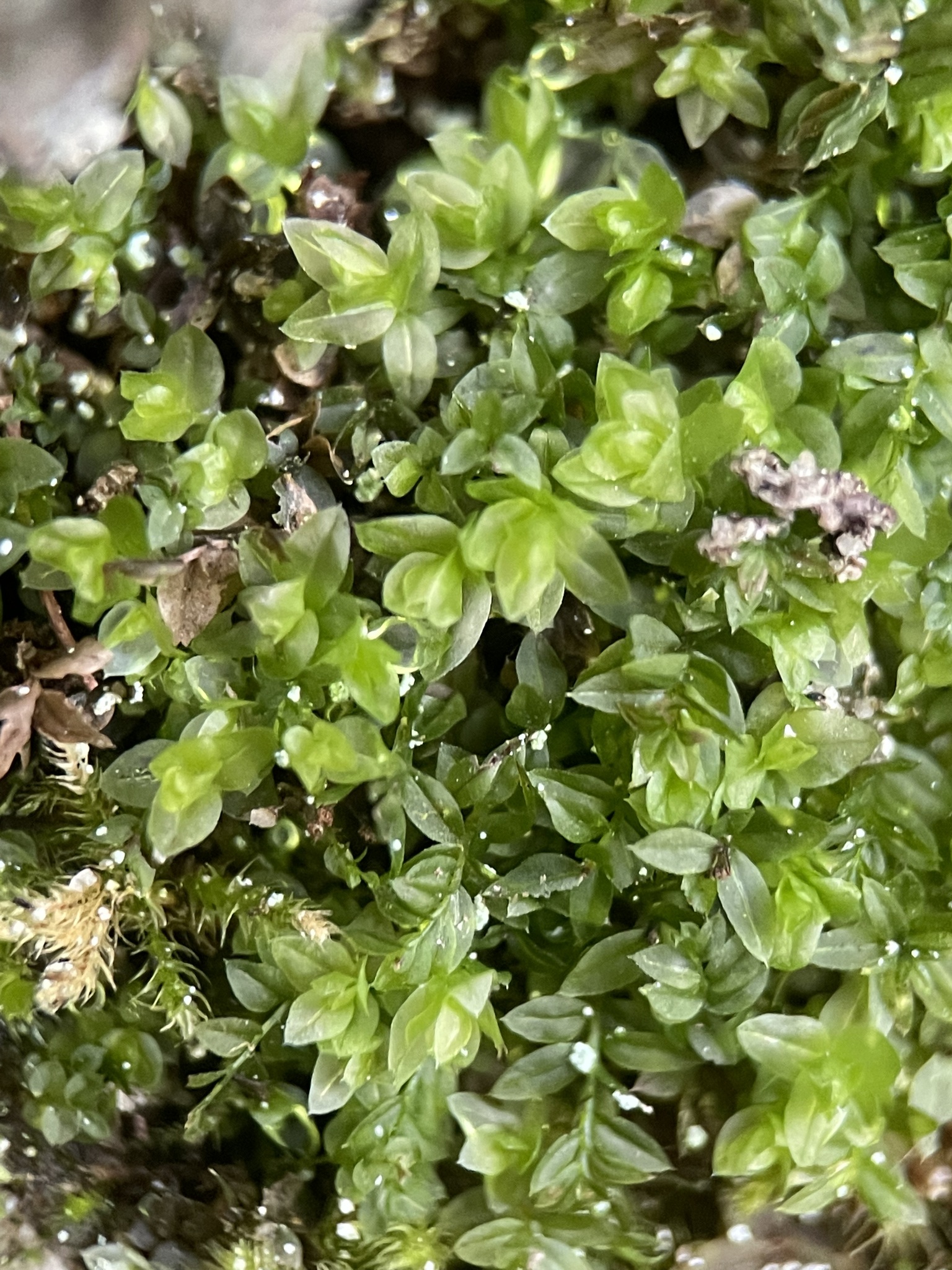 Mnium stellare Reichard ex Hedwig, 1801