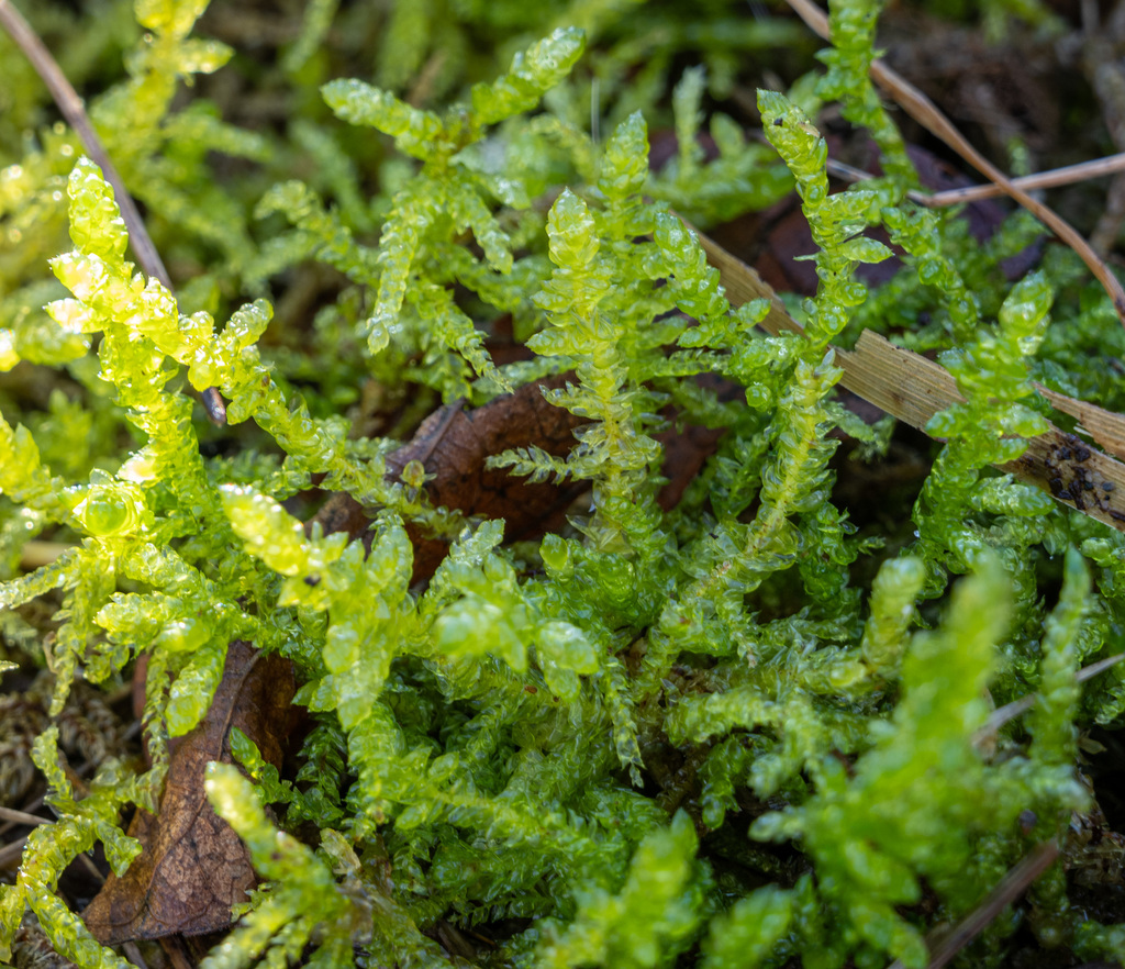 Neat Feather-moss from Metro Vancouver, BC, Canada on January 22, 2022 ...