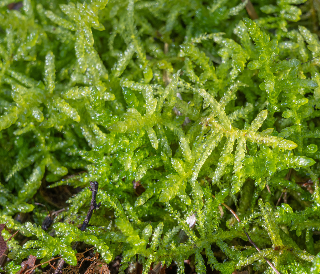 Neat Feather-moss from Metro Vancouver, BC, Canada on January 22, 2022 ...