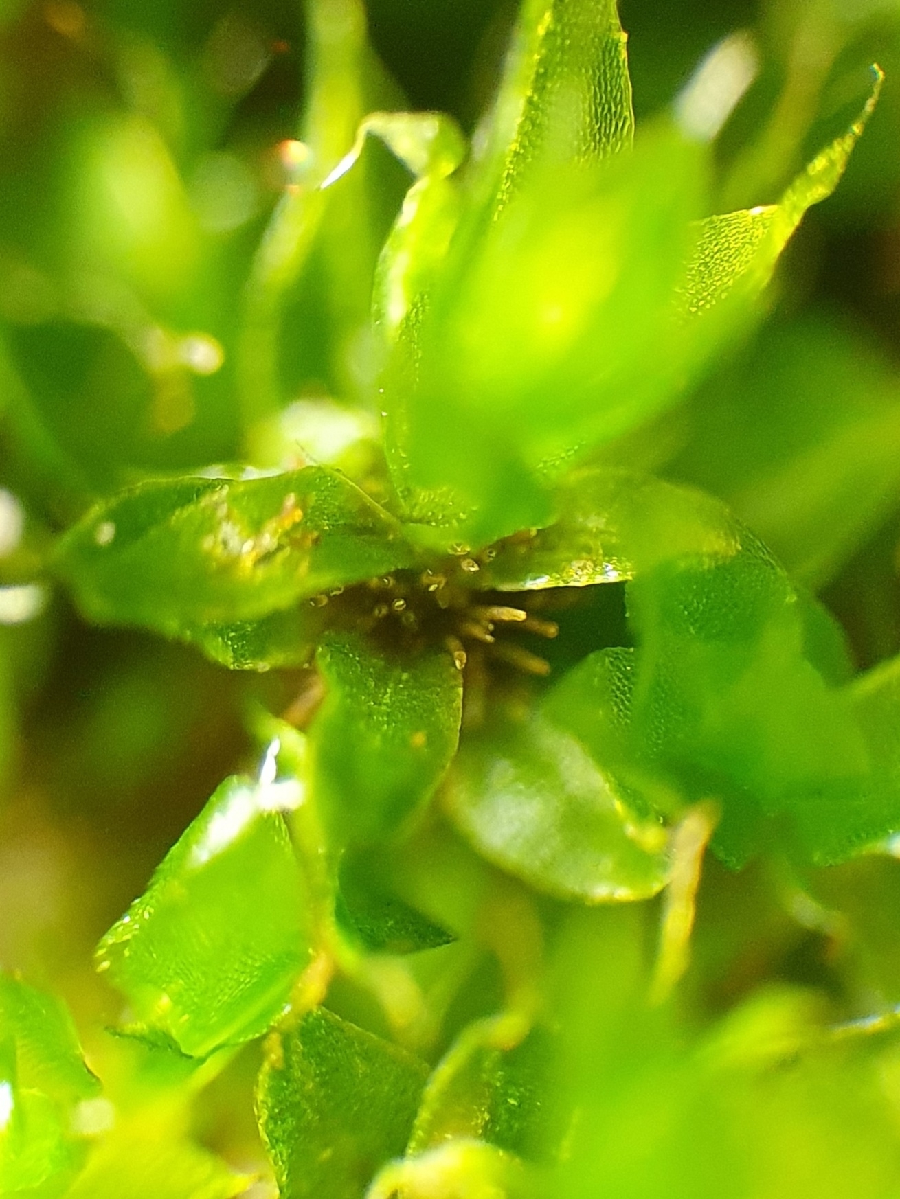 Bryum moravicum Podp.